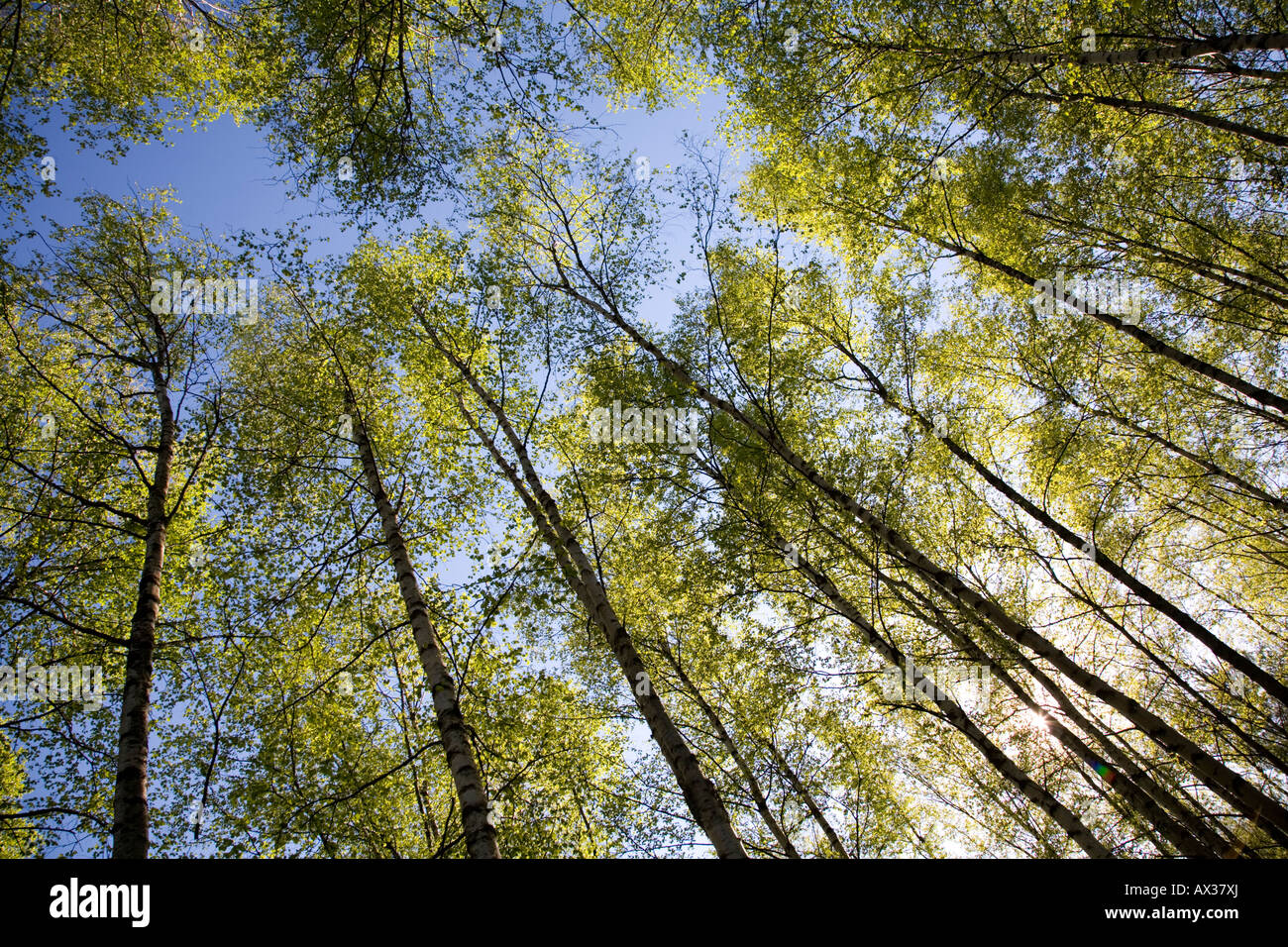 The canopy and foliage of birch ( betula ) trees in the forest at ...