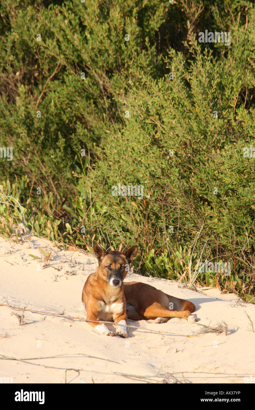 Dingo, canis lupus dingo, single pure-bred adult lying on a sand dune ...