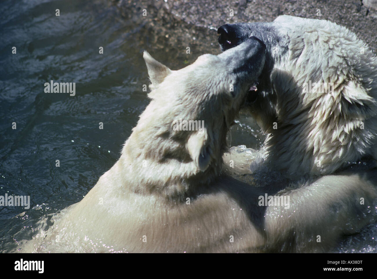 Two polar bears in water at Edinburgh Zoo Stock Photo - Alamy