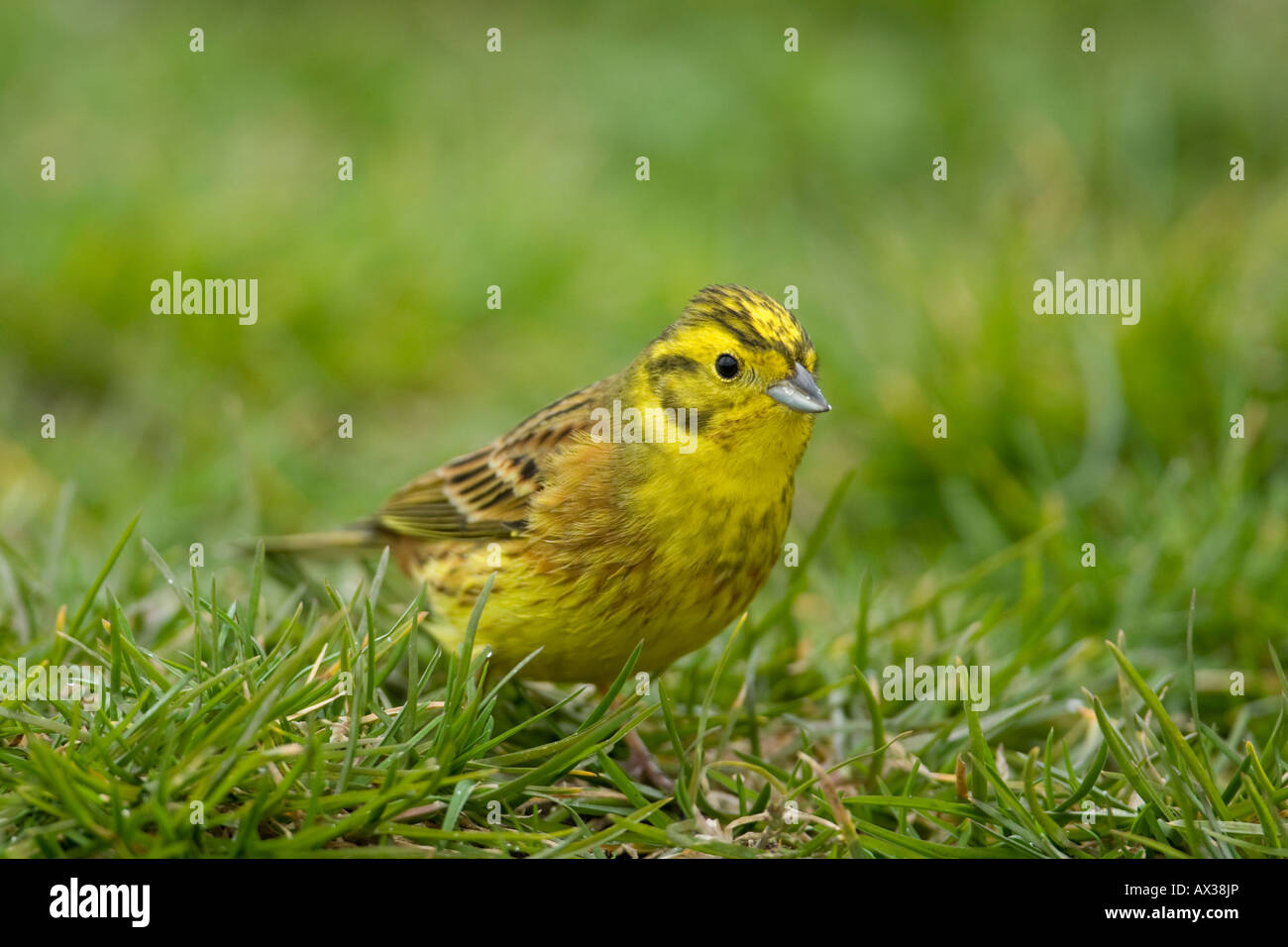 Male Yellowhammer (Emberiza citrinella), Cambridgeshire, England, UK ...