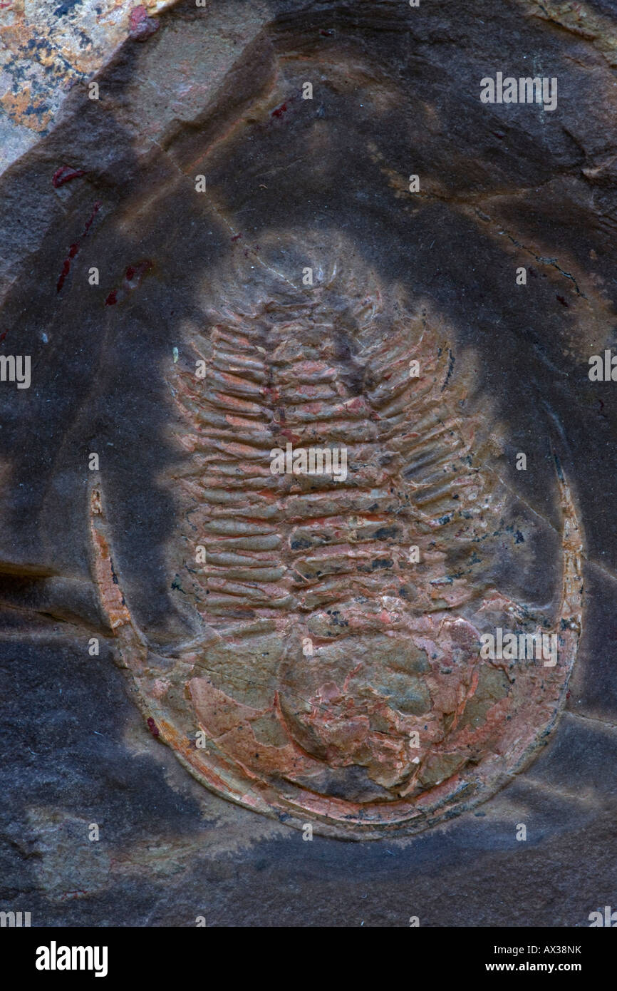 Redlichia takooensis hi-res stock photography and images - Alamy