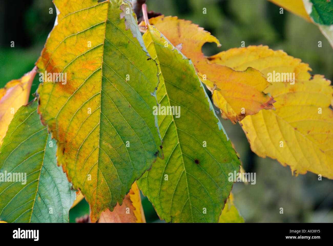 Cherry tree leaves Stock Photo - Alamy