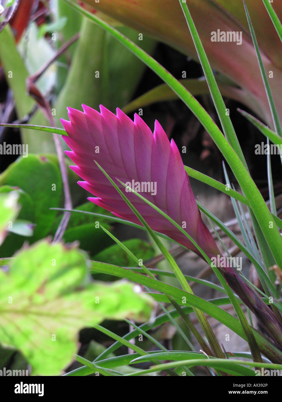 Tillandsioideae hi-res stock photography and images - Alamy