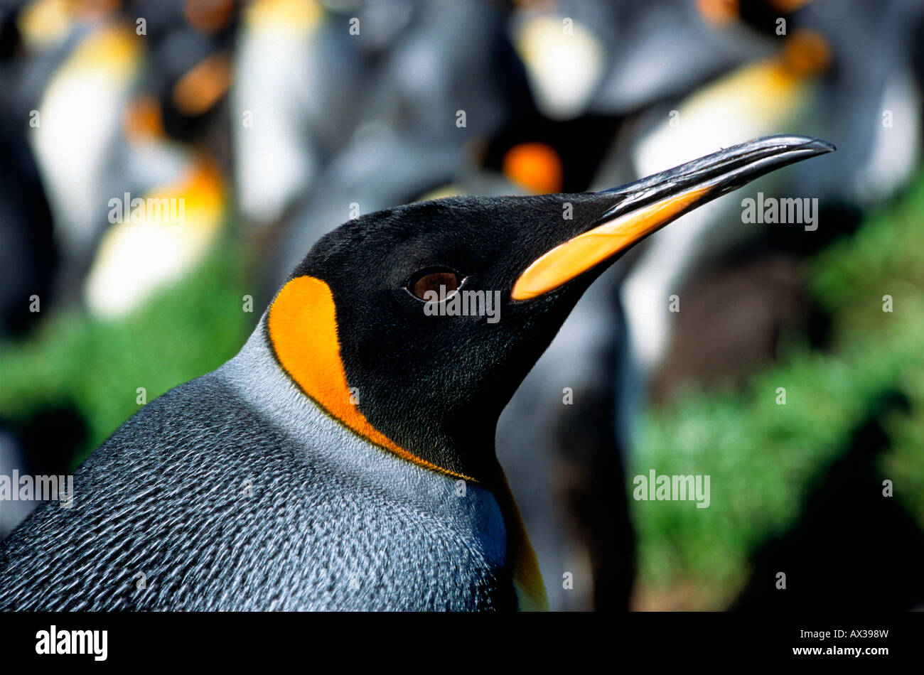 manchot royal Koenigspinguin King Penguin Aptenodytes patagonicus ...