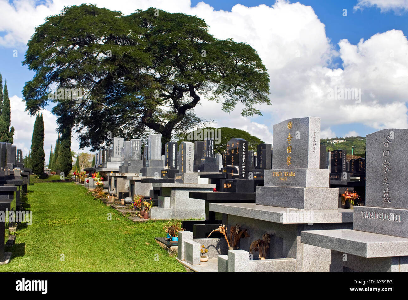 Japanese cemetery Honolulu oak tree Stock Photo - Alamy