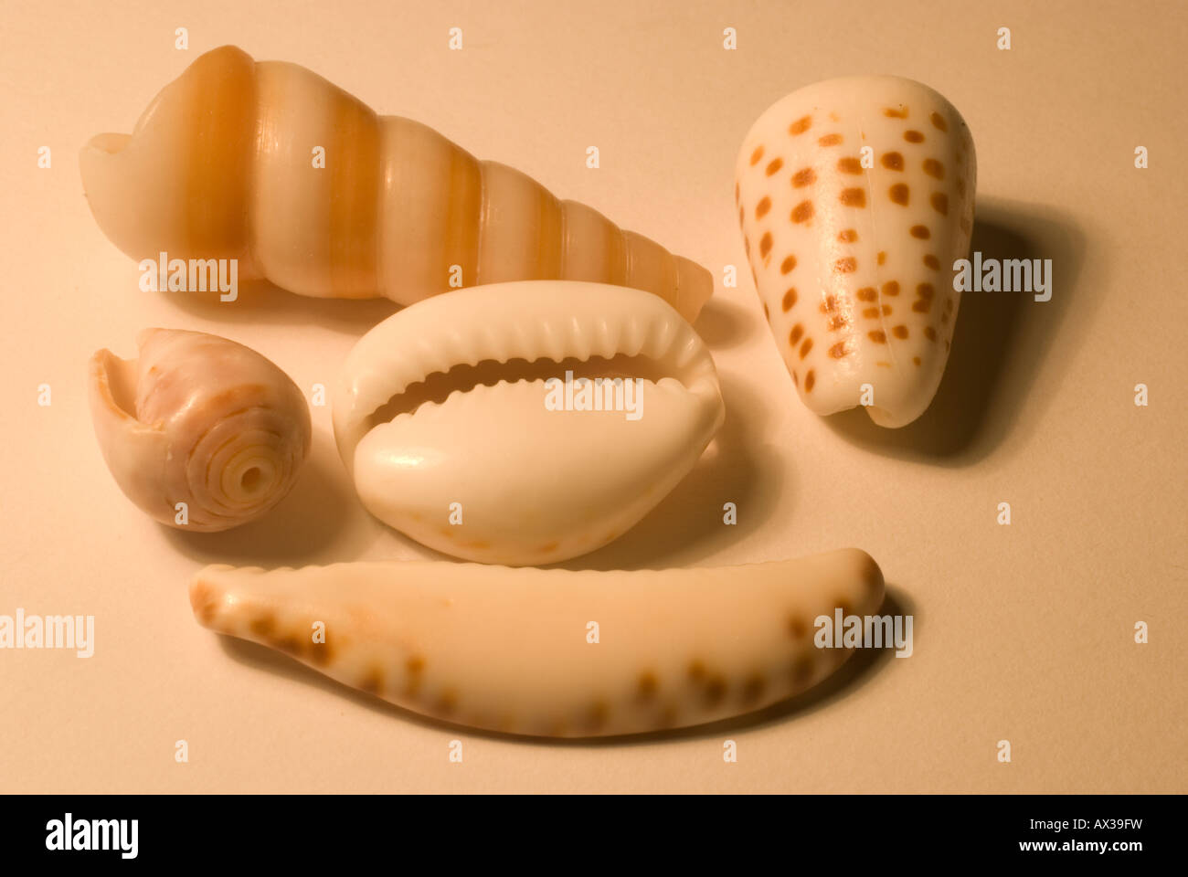 Five Sea Shells Stock Photo - Alamy