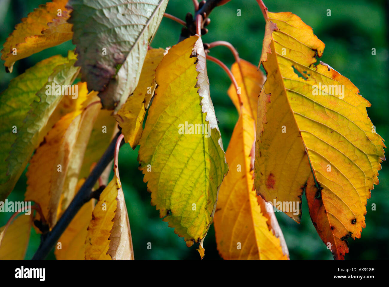Cherry tree leaves Stock Photo - Alamy