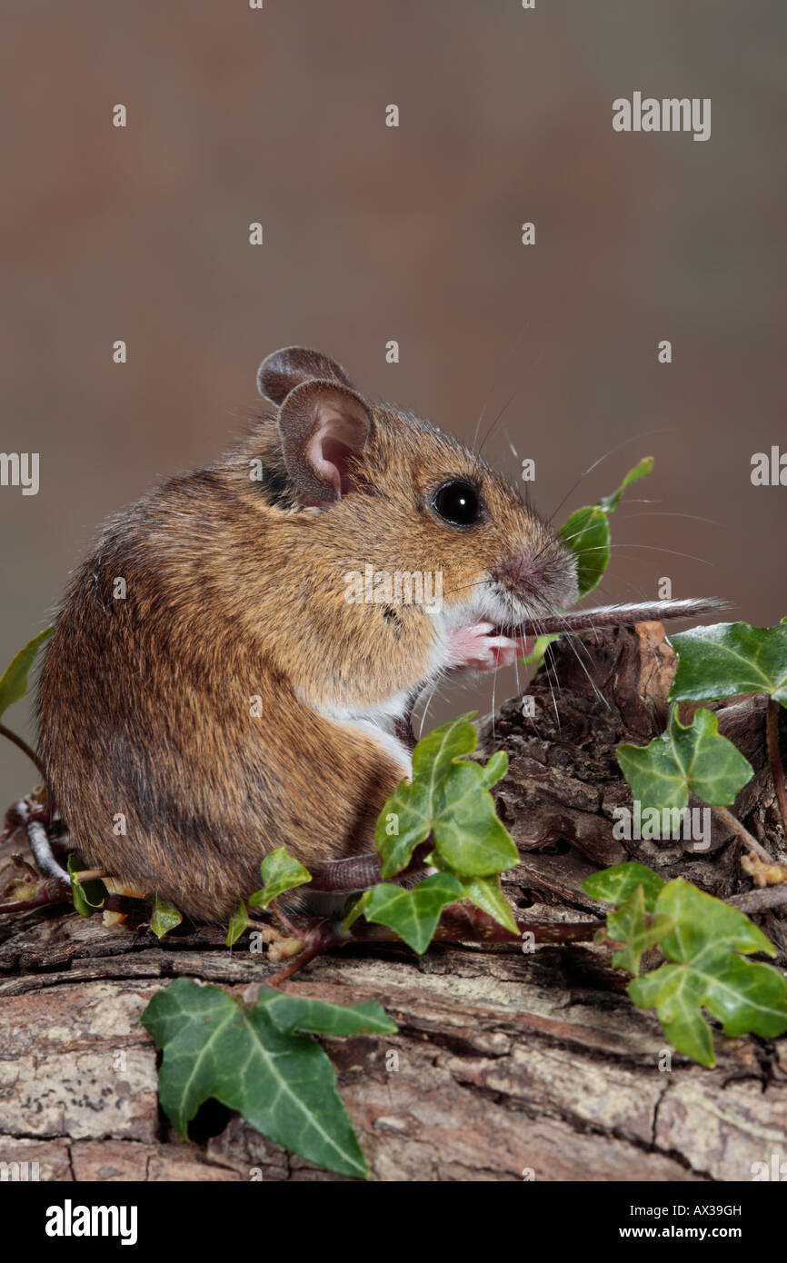Mouse Washing Stock Photos & Mouse Washing Stock Images - Alamy