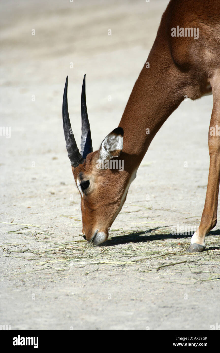 Thomson s Gazelle - Gazelle thomsonii Stock Photo - Alamy
