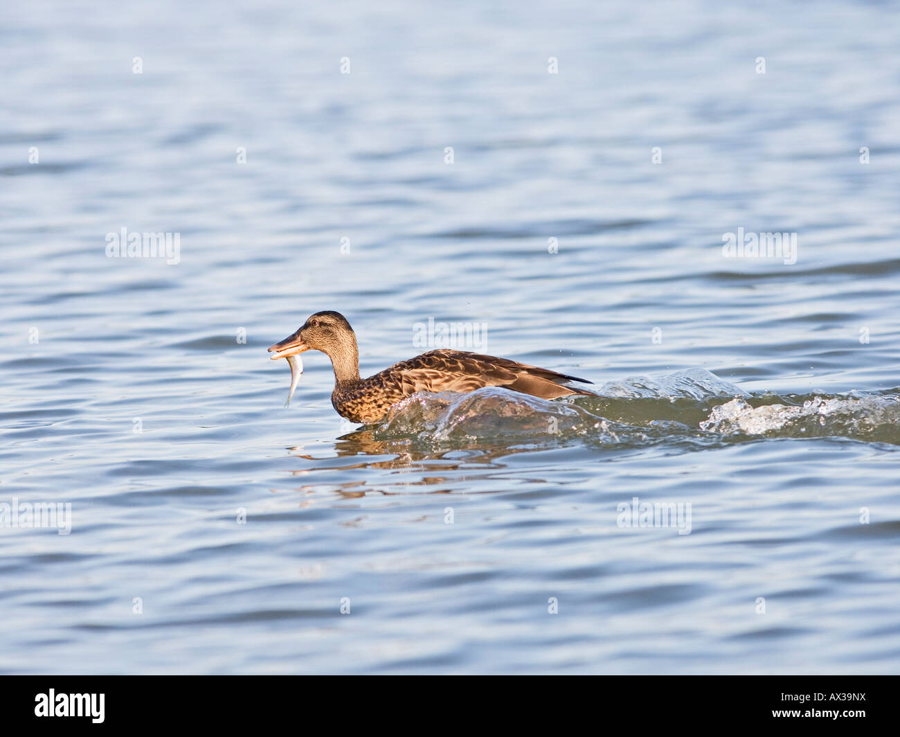 Mallard Anas platyrhynchos female with fish Stock Photo - Alamy