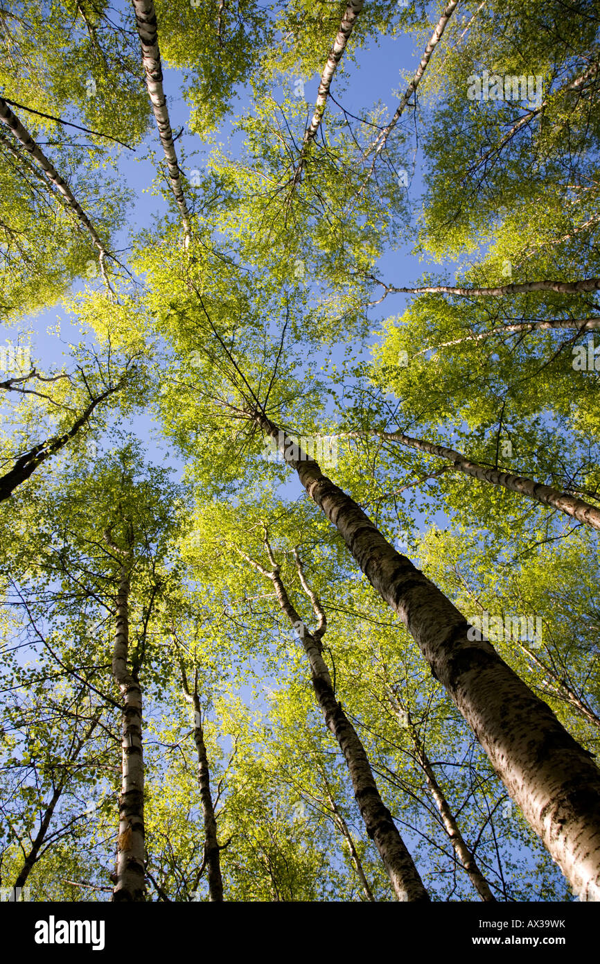 Inclined canopy hi-res stock photography and images - Alamy