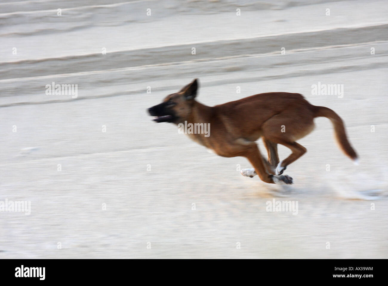 Dingo australia running hi-res stock photography and images - Alamy