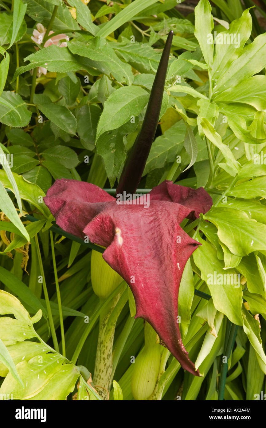 Red Black Stink horn flower Stock Photo - Alamy