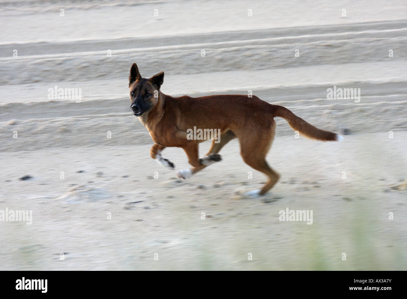 Dingo australia running hi-res stock photography and images - Alamy