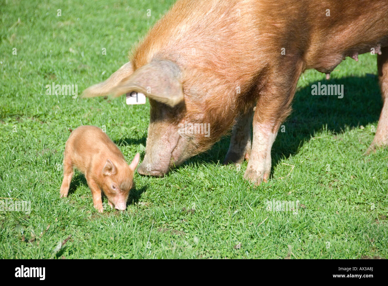 Tamworth pig hi-res stock photography and images - Alamy