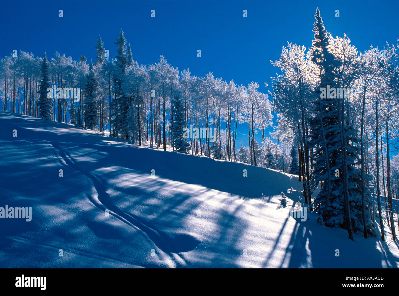 Single ski track hi-res stock photography and images - Alamy