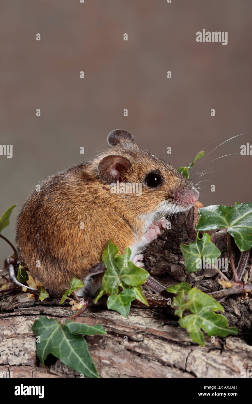 Mouse washing hi-res stock photography and images - Alamy