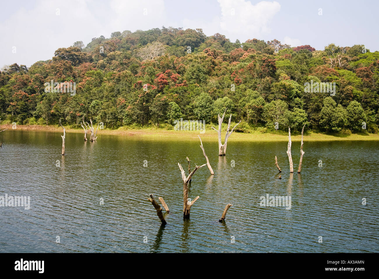 Periyar Lake, Periyar Wildlife Sanctuary, Thekkady, near Kumily, Kerala ...