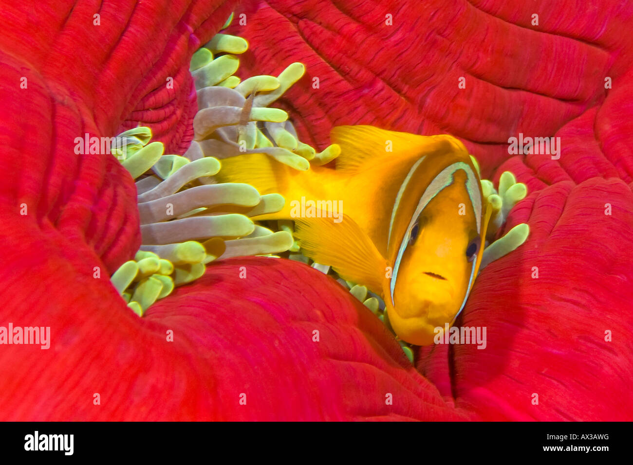 Vivd Red Clown Fish Portrait Stock Photo - Alamy
