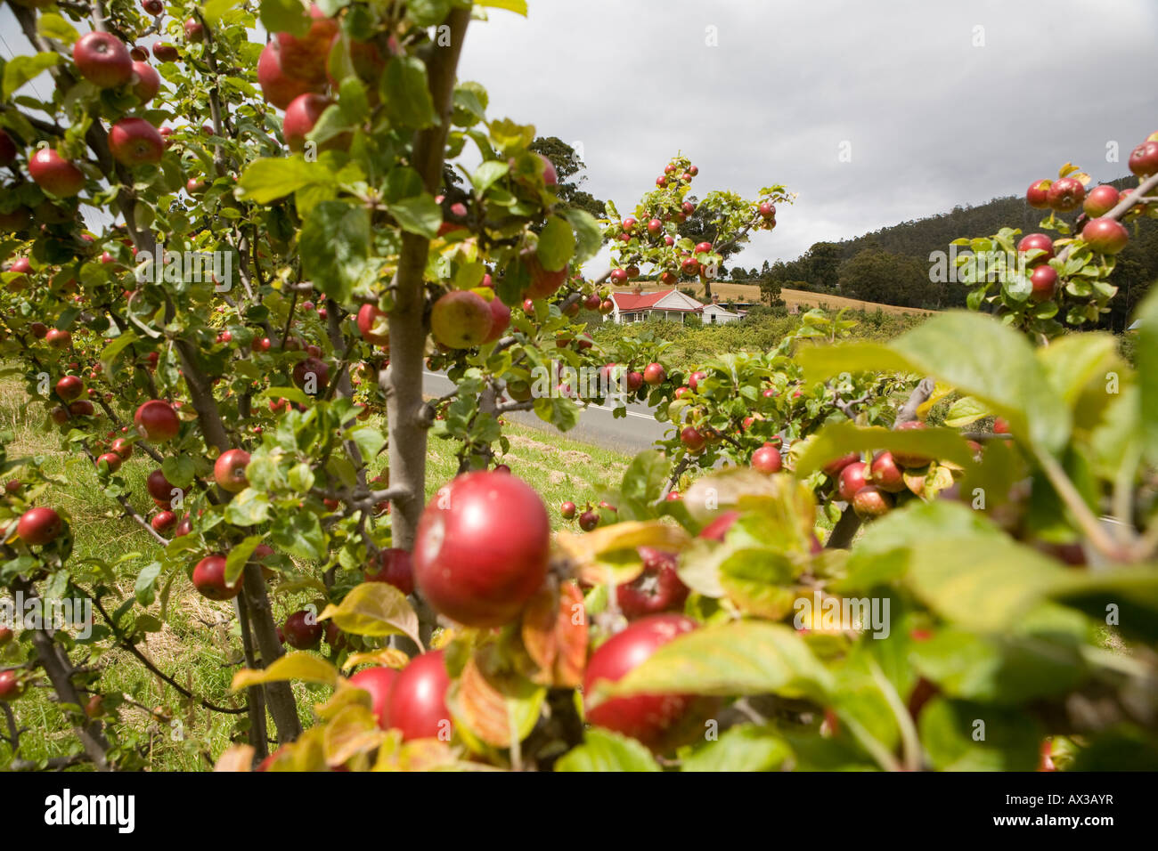 Apple orchard near flowerpot southern Tasmania Stock Photo - Alamy
