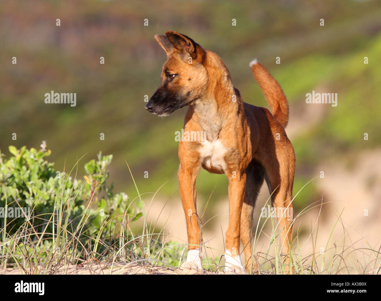 Dingo, canis lupus dingo, single pure-bred adult standing on a sand ...