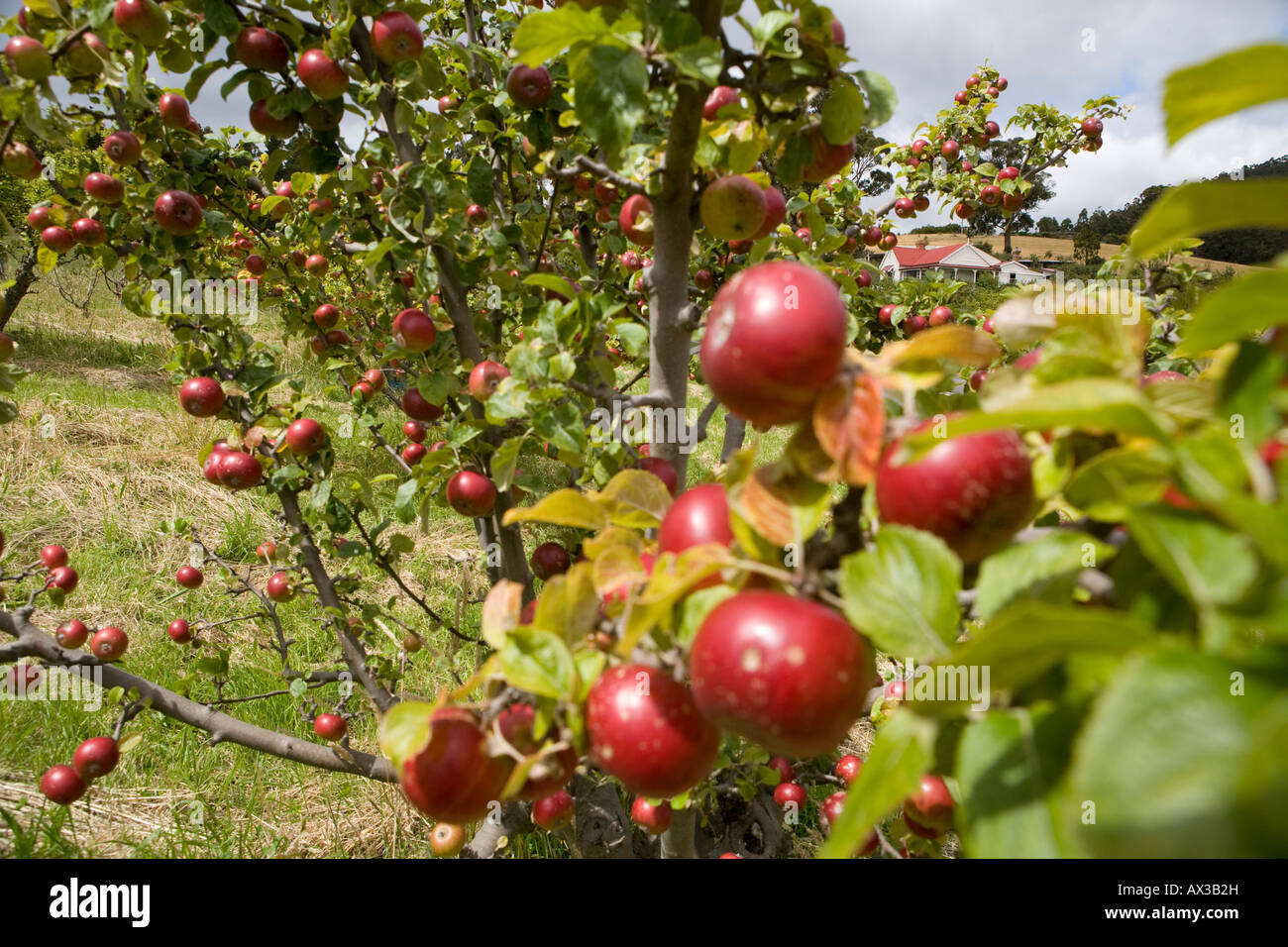 Australia apple orchard tasmania hi-res stock photography and images ...