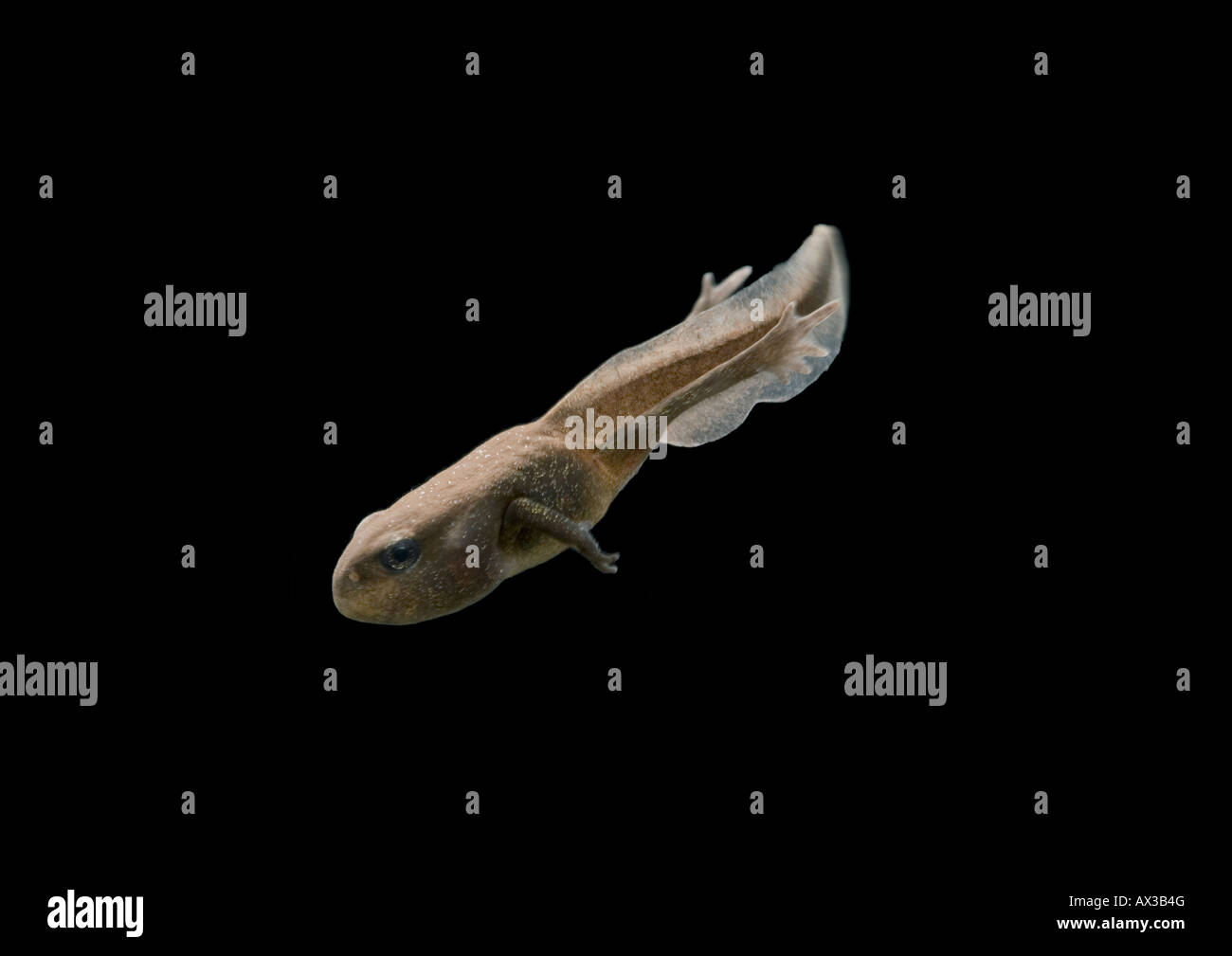 Common toad Bufo bufo tadpole with 4 legs Stock Photo - Alamy