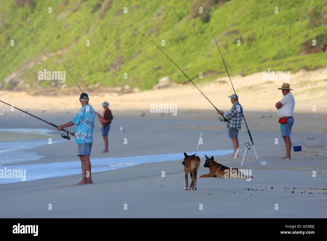 Dingo, canis lupus dingo, two pure-bred adults on a beach with ...