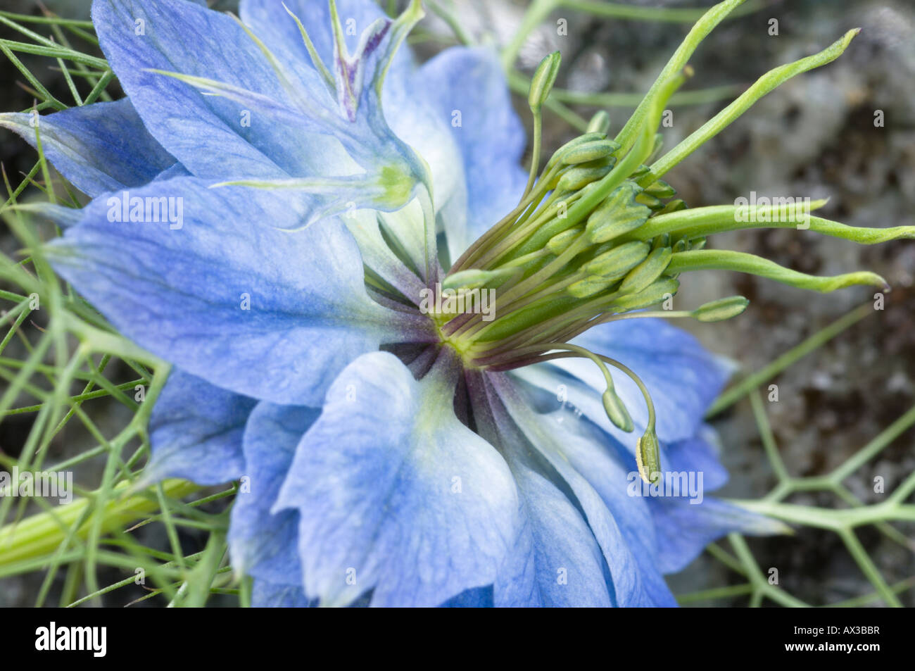 Blue nigella flower Stock Photo - Alamy