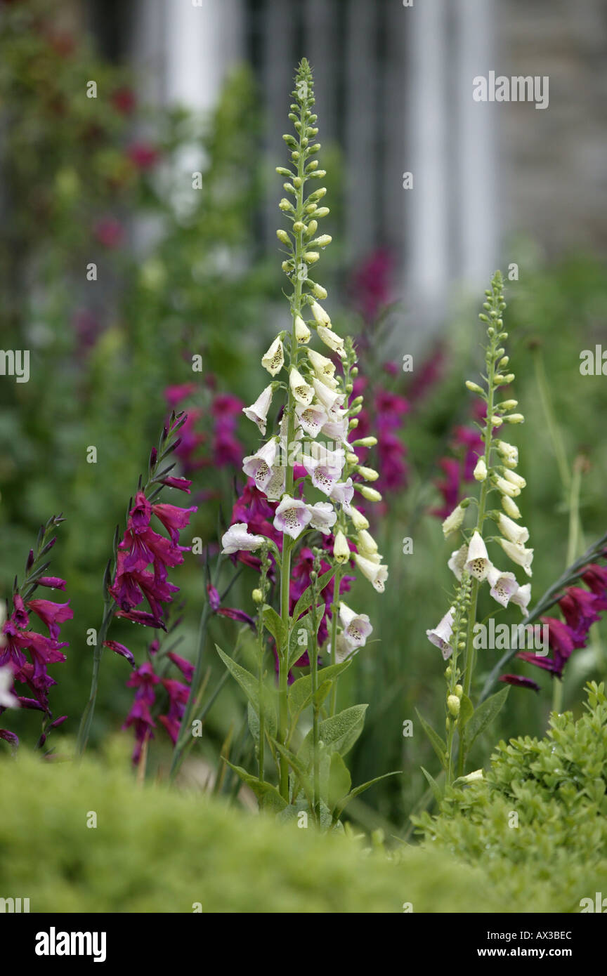 Tall foxgloves hi-res stock photography and images - Alamy