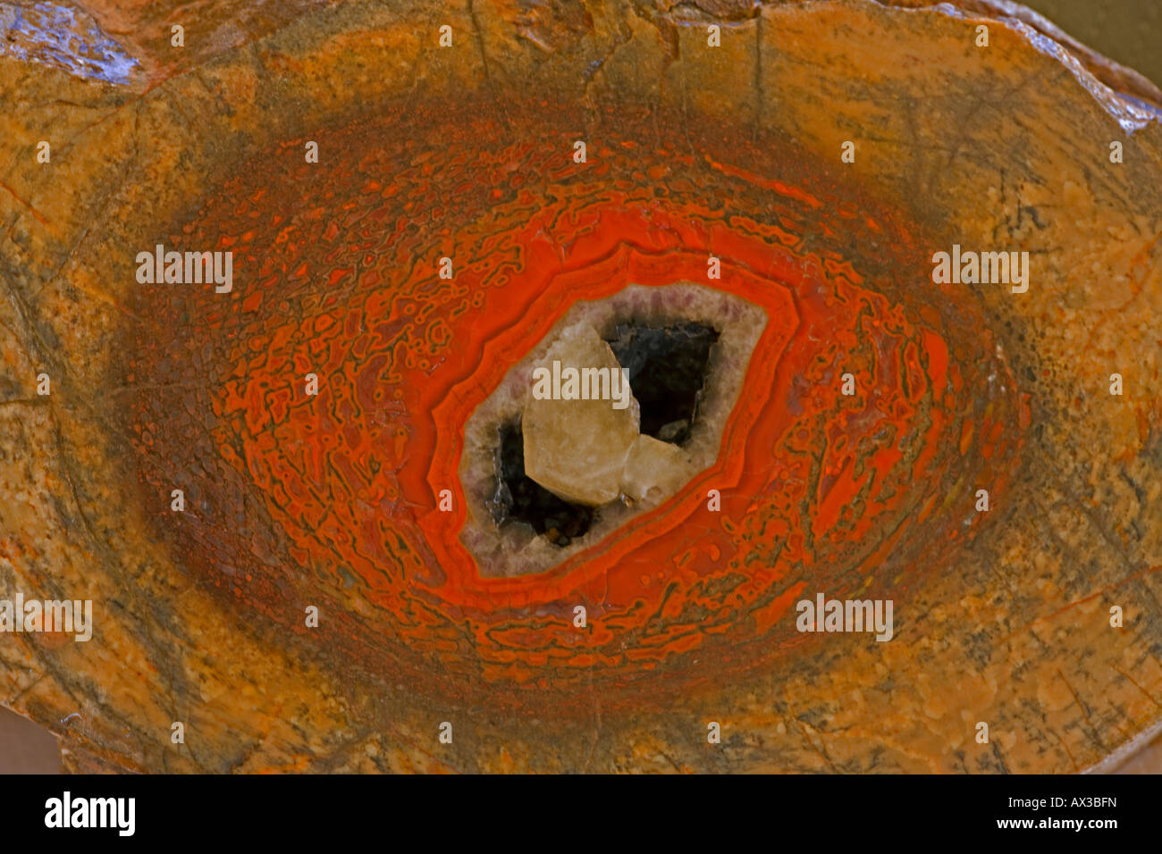 Agatized Dinosaur Bone Allosaur Cross section shows bone marrow of ...