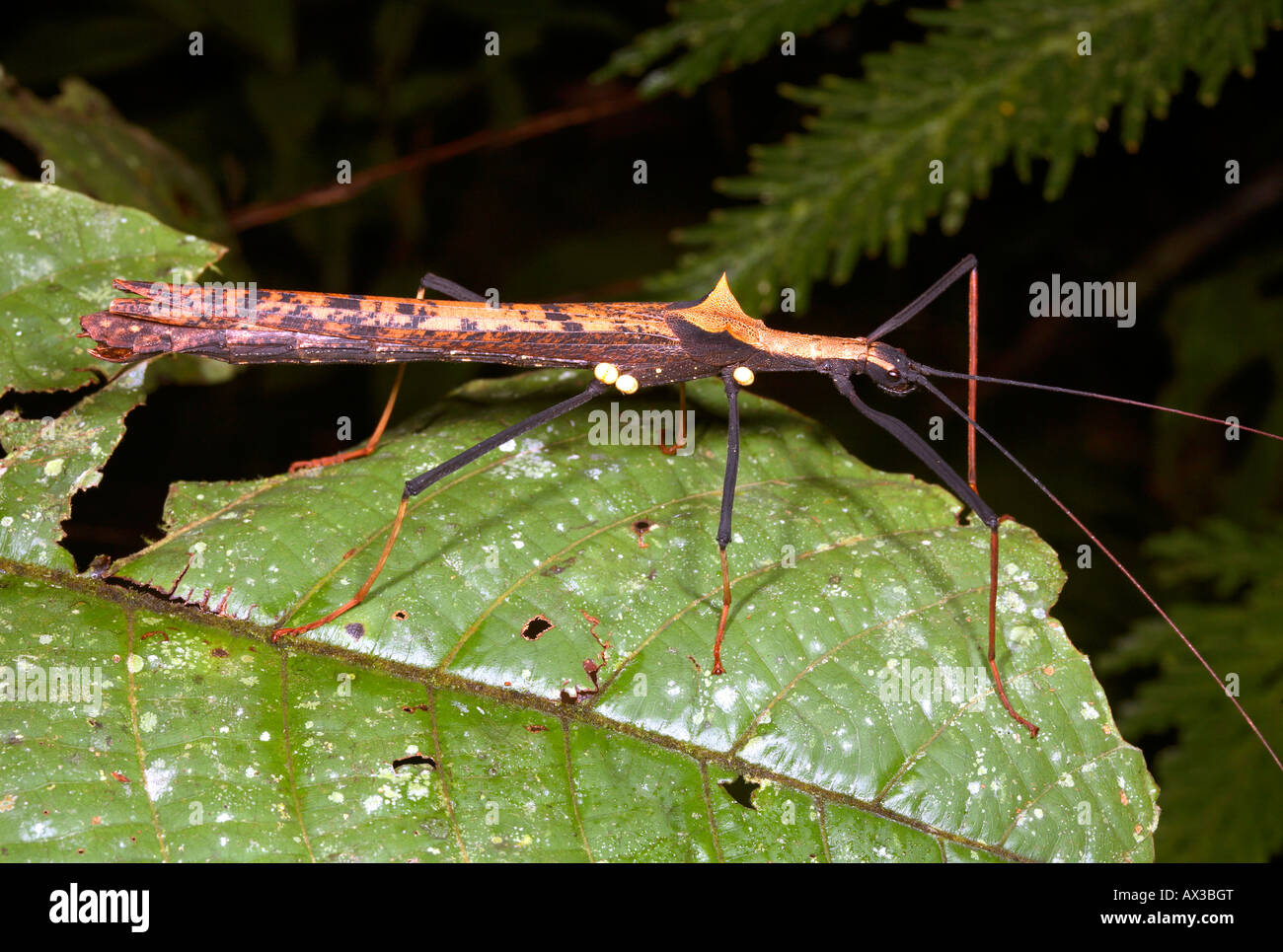 Stick insect on a leaf in the rainforest understory Stock Photo - Alamy