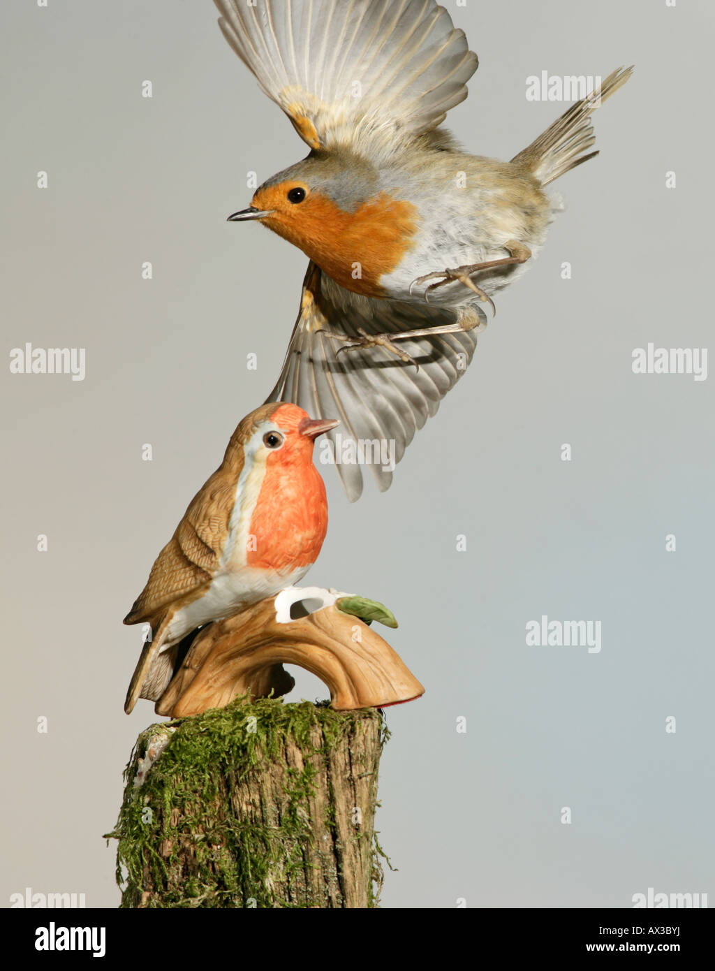 Robin fighting hi-res stock photography and images - Alamy