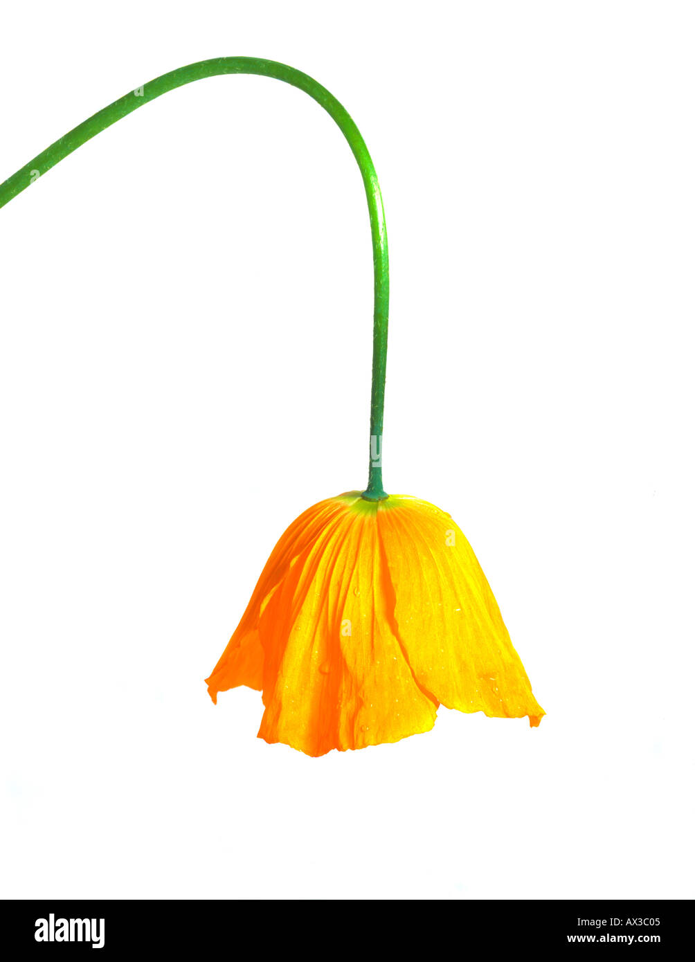 Drooping Poppy High Resolution Stock Photography and Images - Alamy