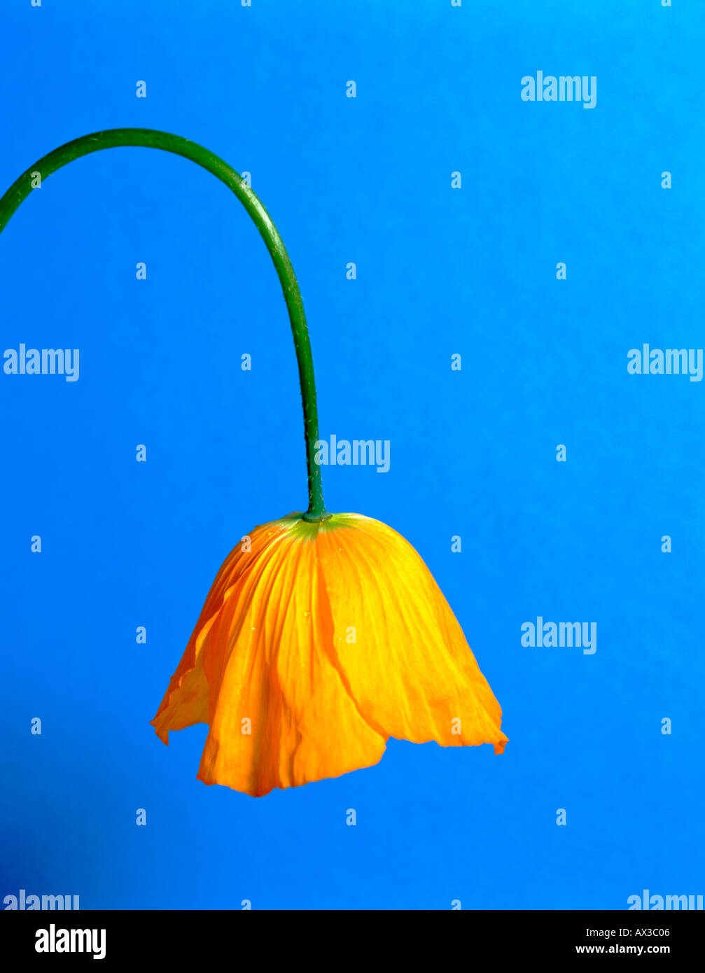 drooping yellow poppy on blue background Stock Photo - Alamy