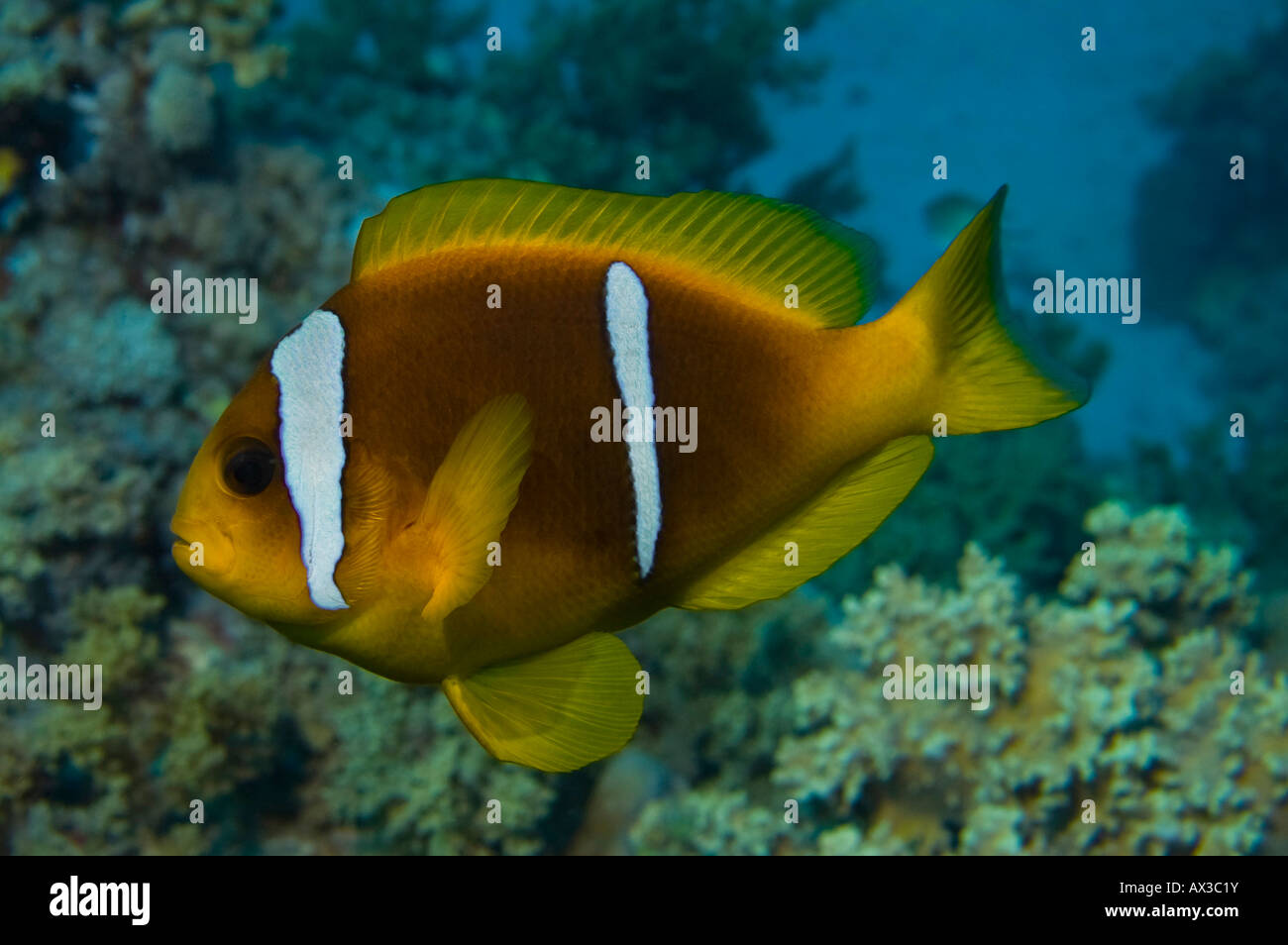 Clown fish portrait Stock Photo - Alamy