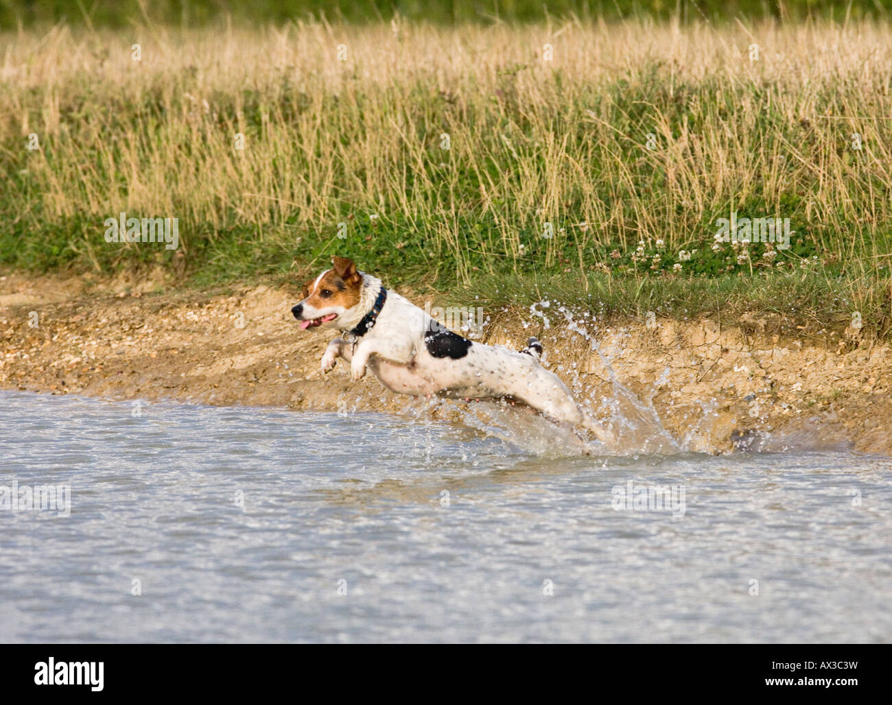 Dog Jack Russell jumping into water Stock Photo - Alamy