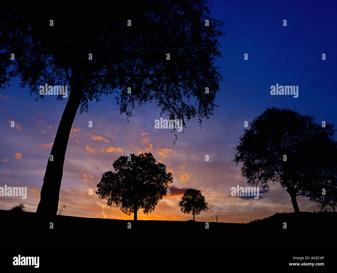 Birch trees at sunset Oberaegeri Switzerland Stock Photo - Alamy