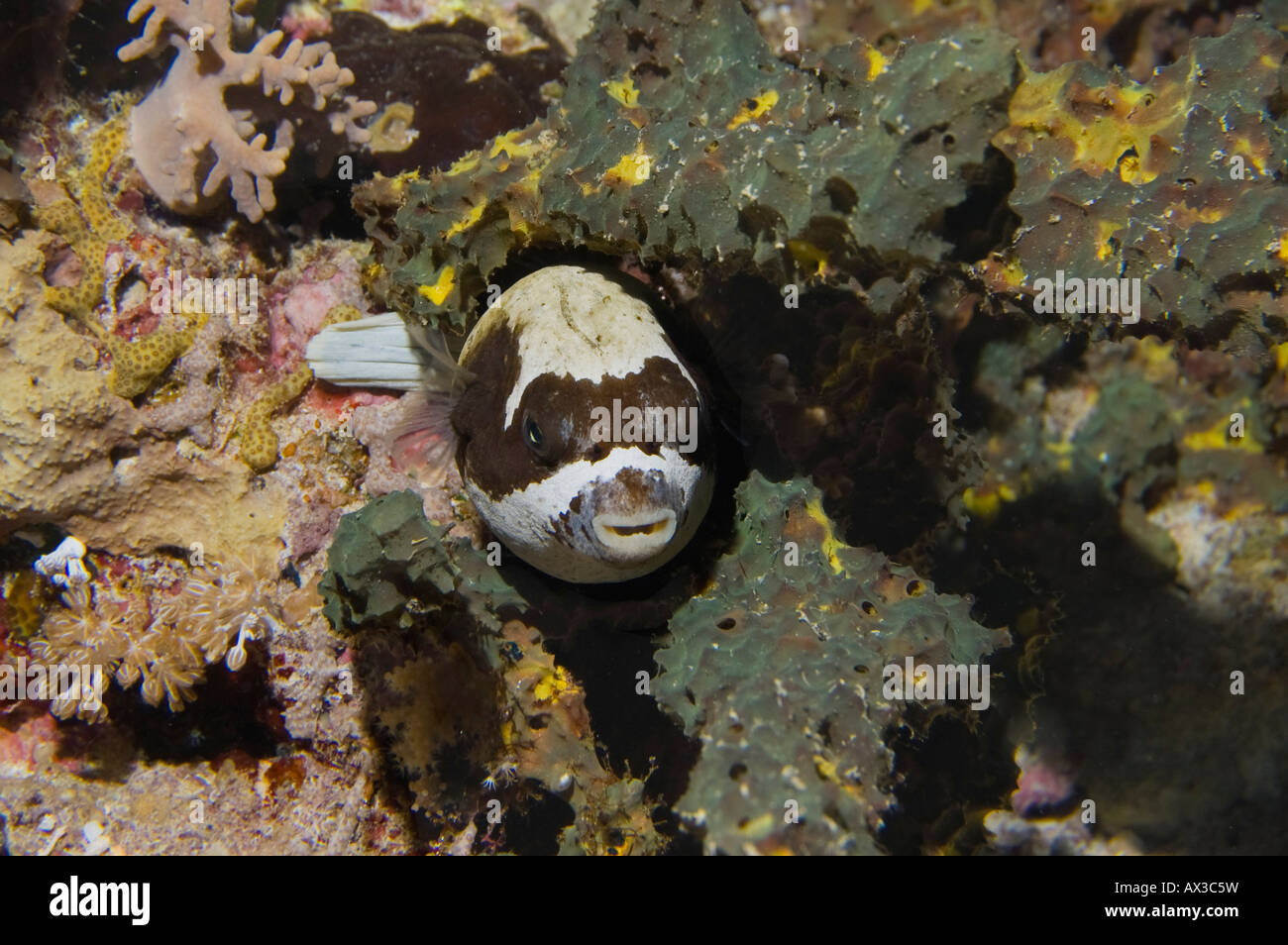 Sleeping puffer fish Stock Photo - Alamy