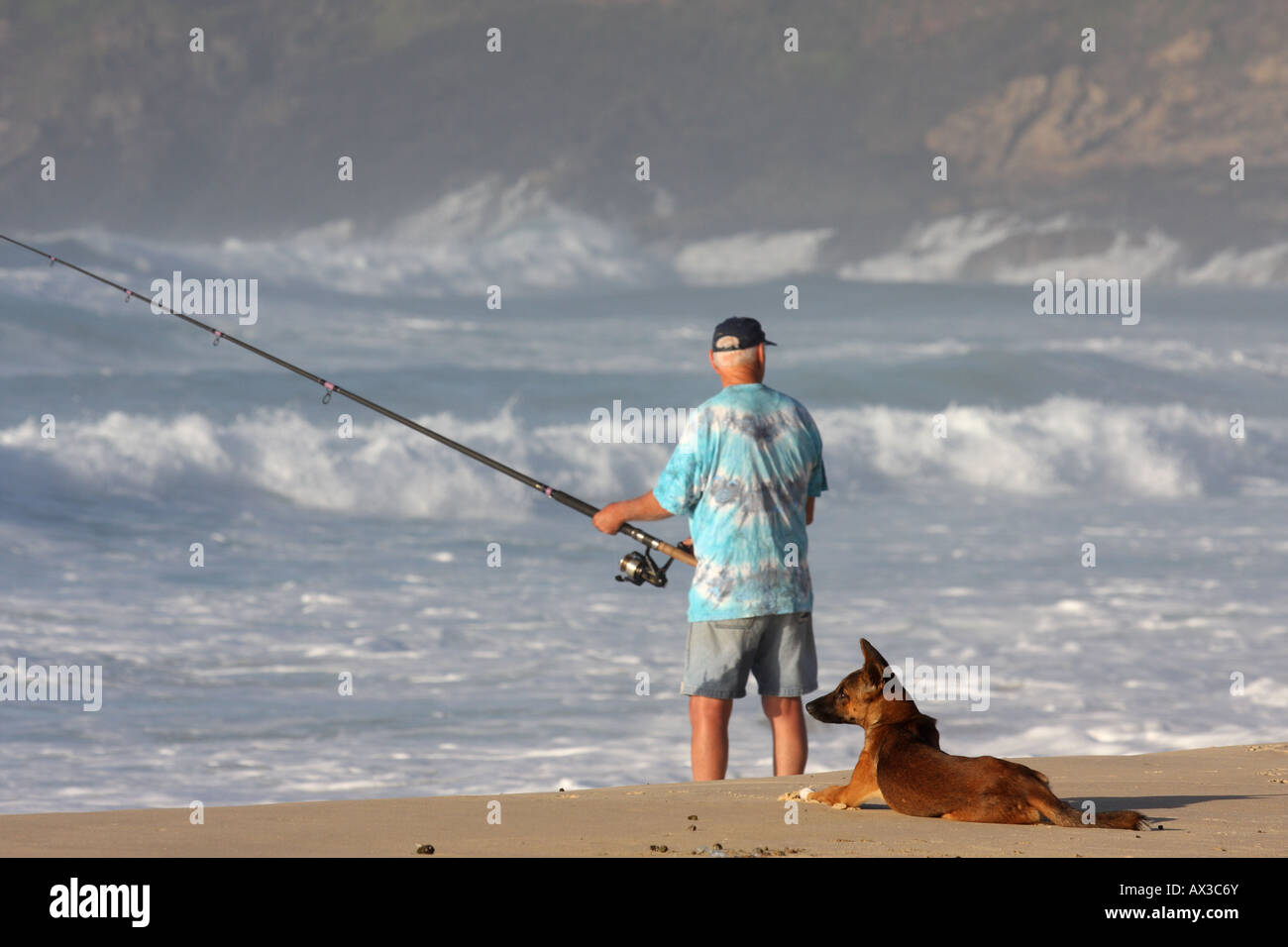 Dingo, canis lupus dingo, single pure-bred adult lying on a beach with ...