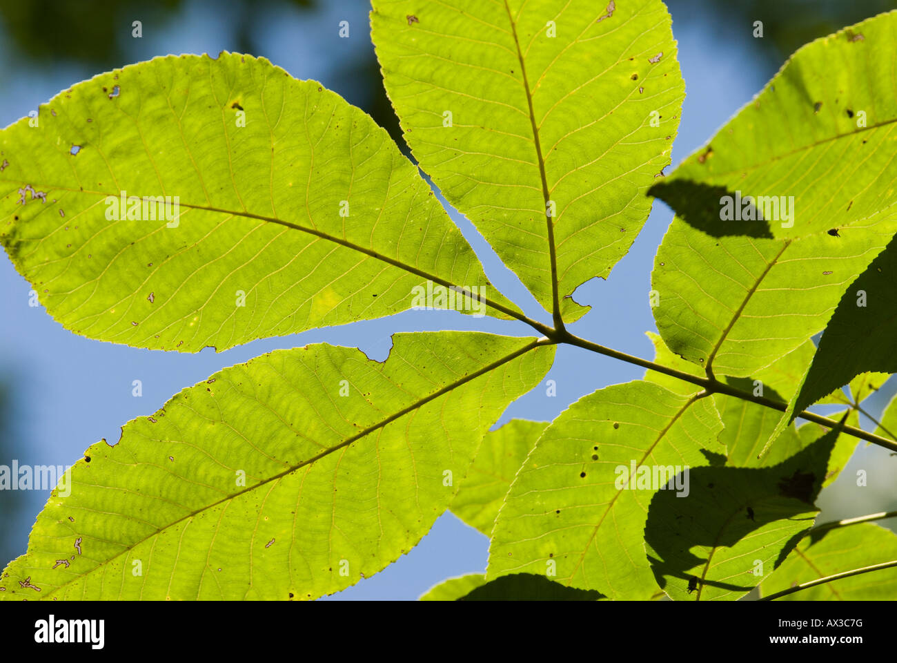 Ash tree leaves close up hi-res stock photography and images - Alamy
