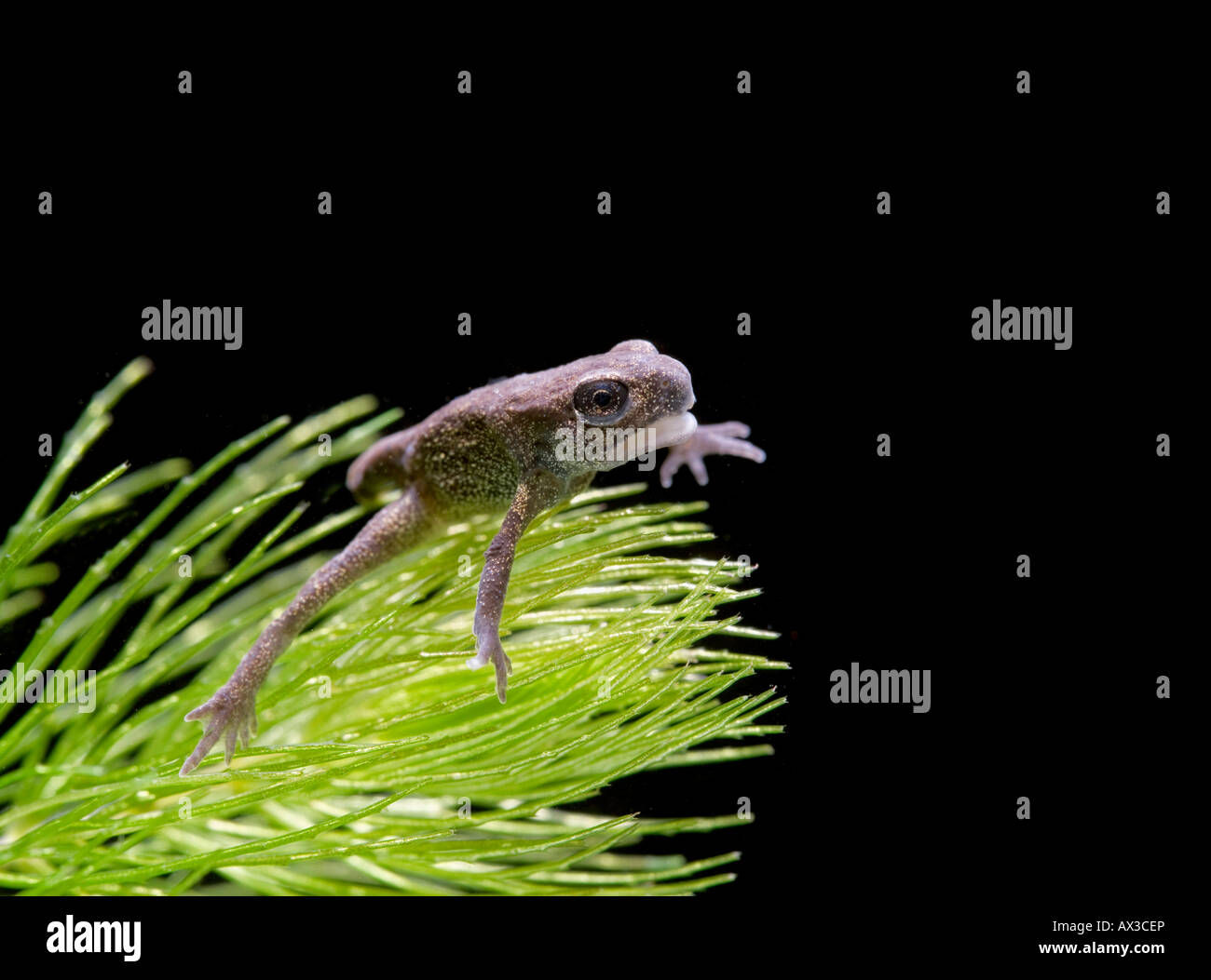 Common toad Bufo bufo tadpole with 4 legs no tail Stock Photo - Alamy