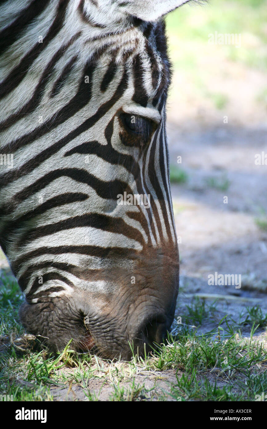 Zebra head closeup - Equus zebra zebra Stock Photo - Alamy