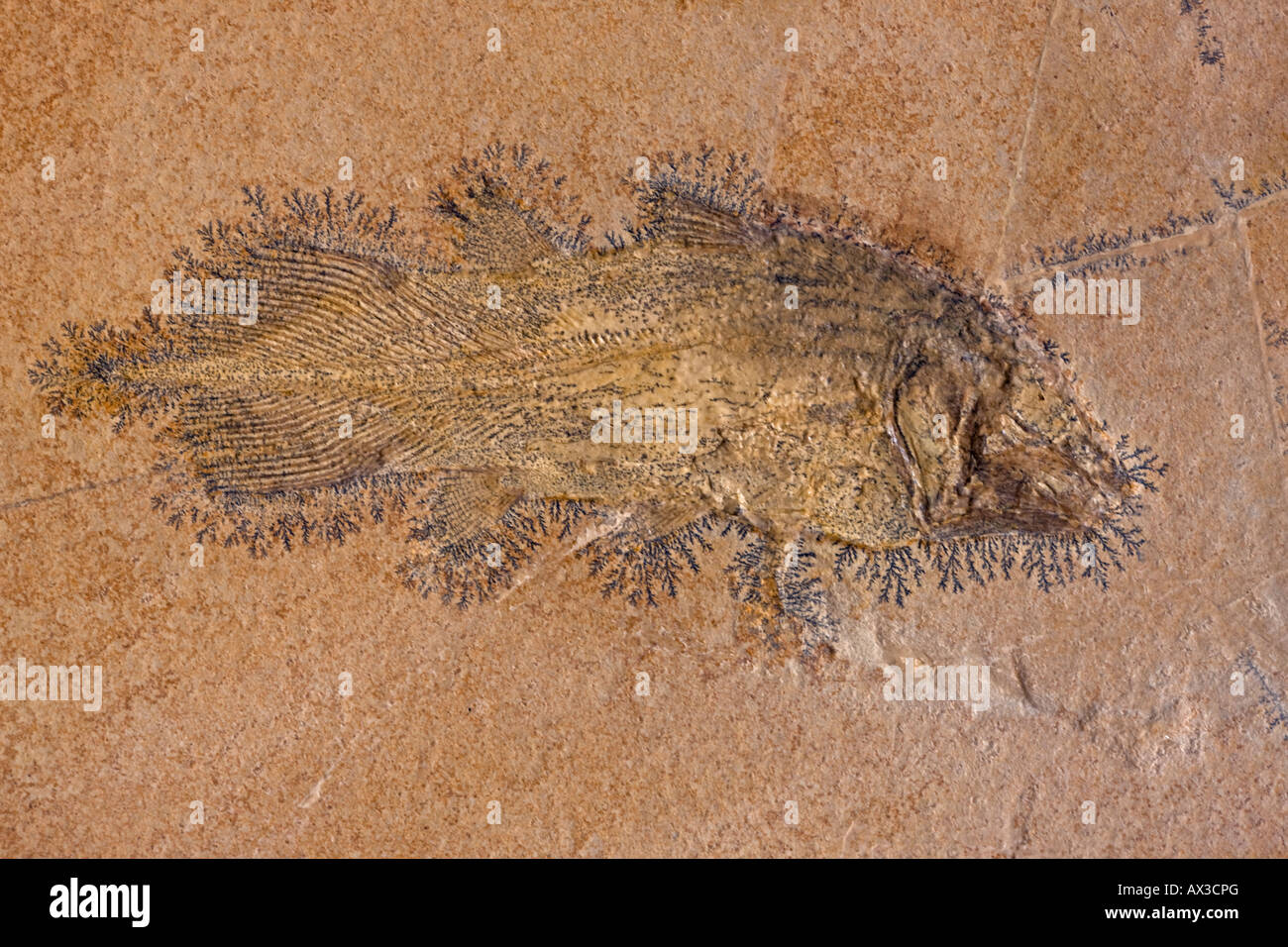 Coelacanth Fossil - Solnhofen Germany - Undescribed species - Upper ...