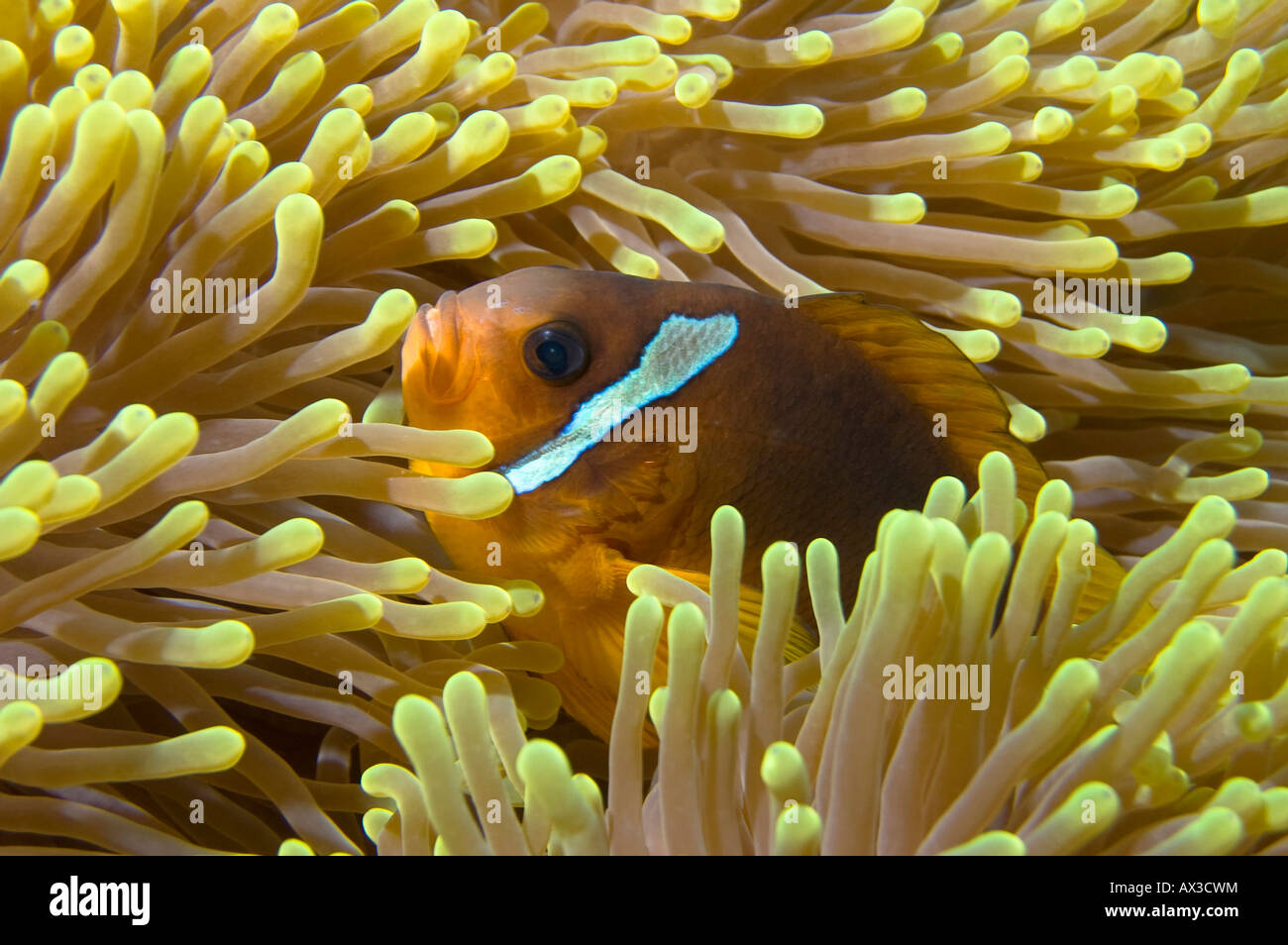 Amazing clown fish portrait Stock Photo - Alamy