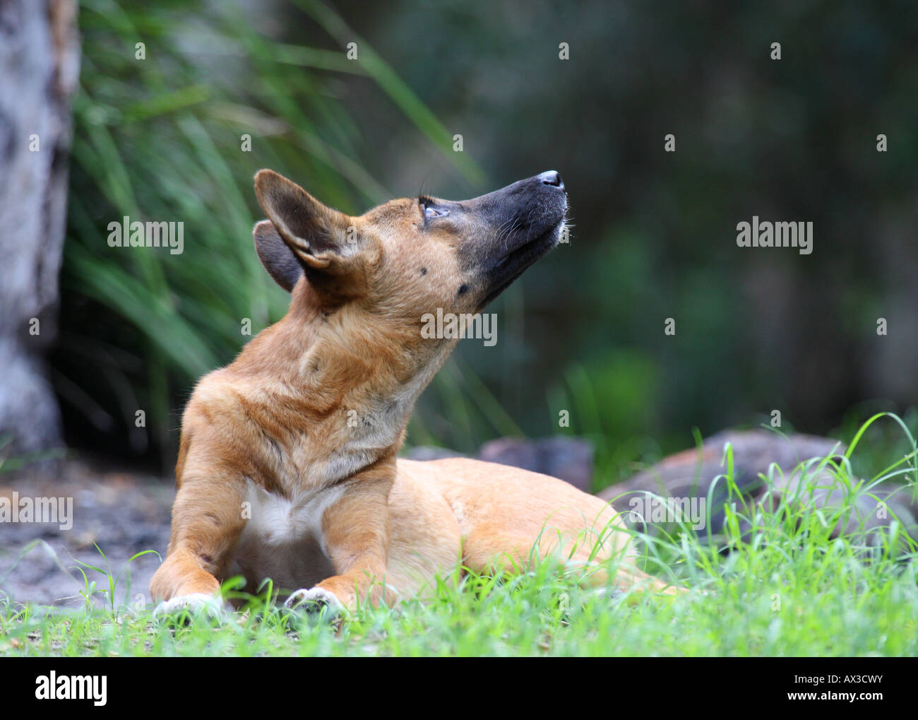 Dingo, canis lupus dingo, single pure-bred adult lying down, looking ...