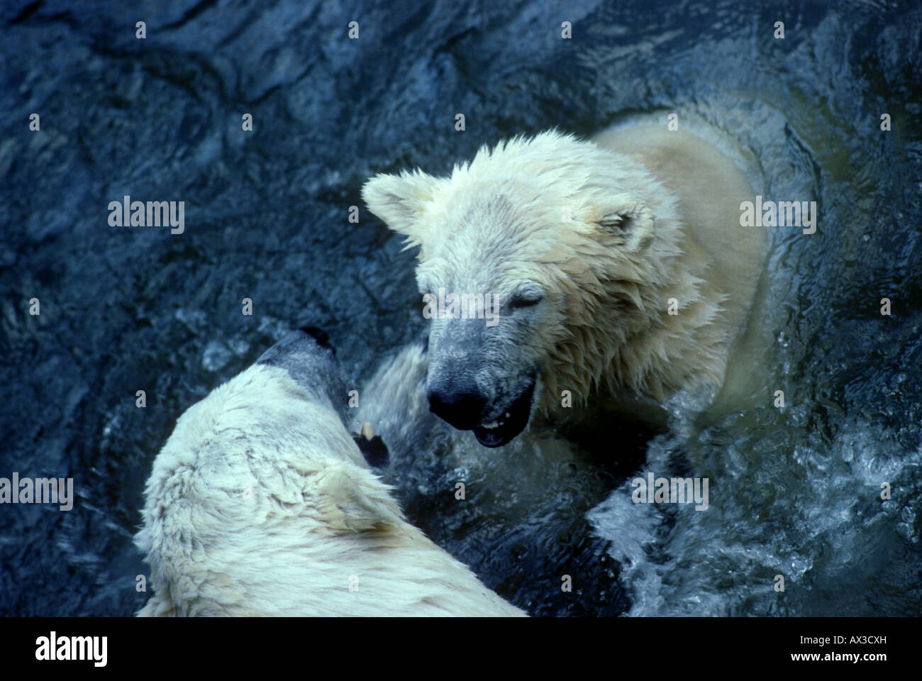 Two polar bears in water at Edinburgh Zoo Stock Photo - Alamy
