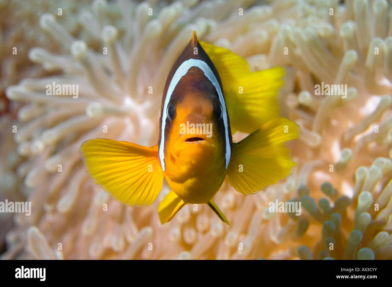 Amazing clown fish portrait Stock Photo - Alamy