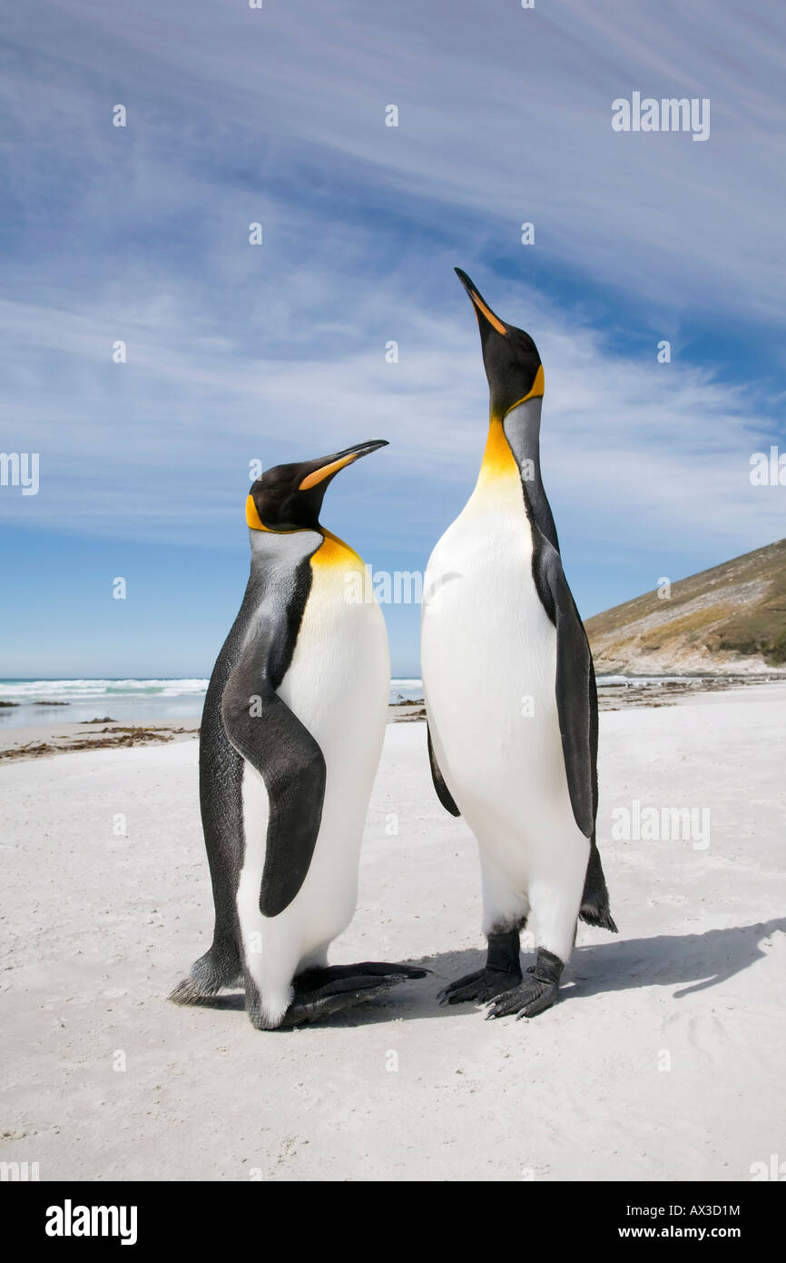 Penguin breeding display hi-res stock photography and images - Alamy