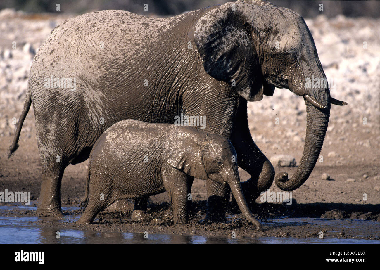 African Elephants, Klein Namutoni, Etosha National Park, Namibia Stock Photo - Alamy